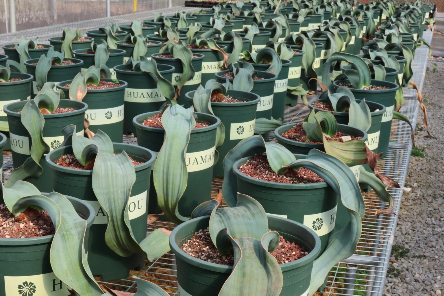 Welwitschia mirabilis – Caudex Nursery
